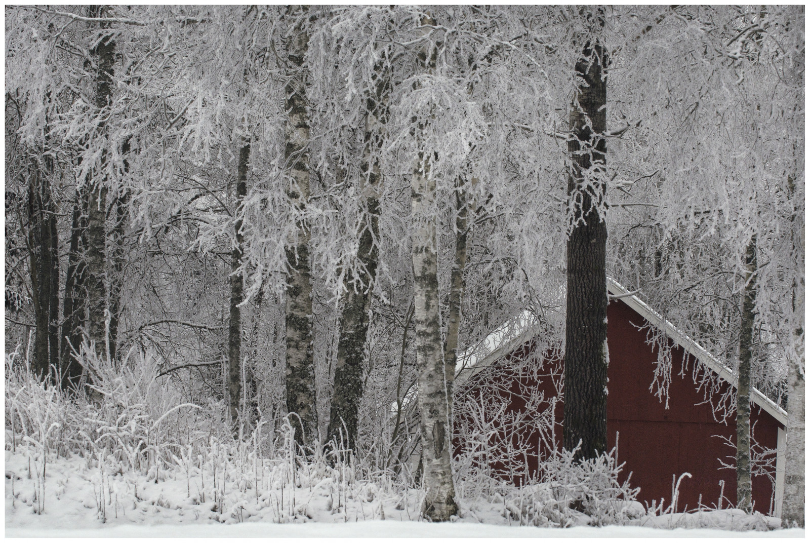 Wallpaper : winter, red, white, tree, vinter, frost, trad, stuga ...