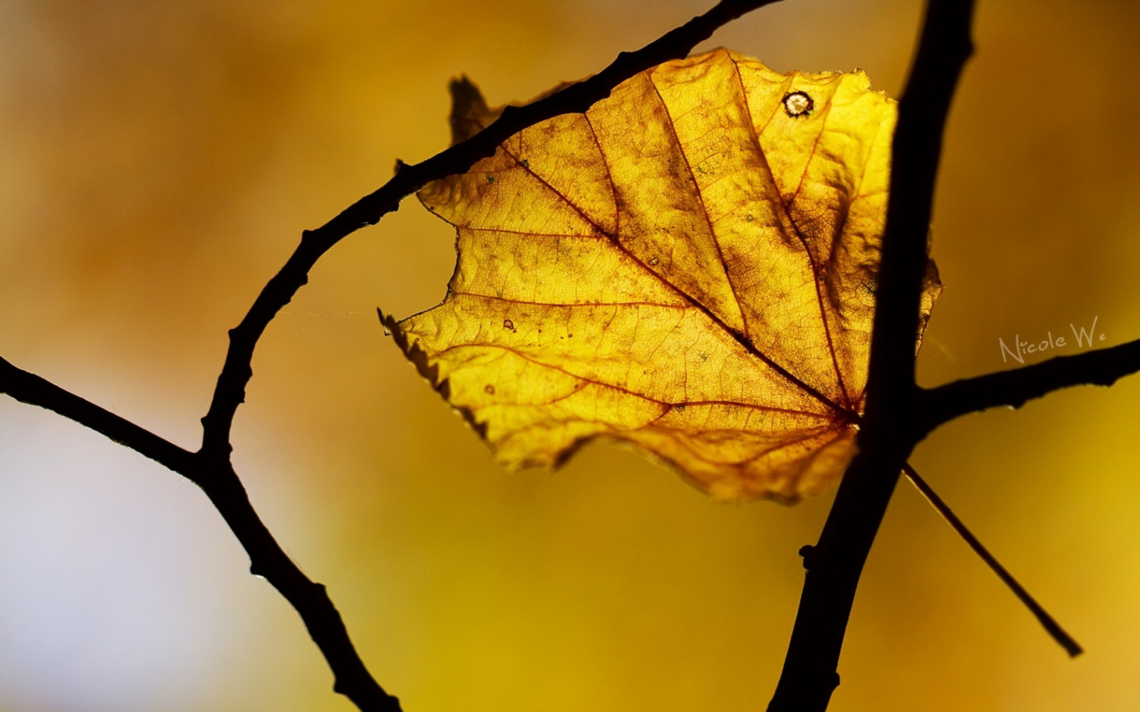 Wallpaper : leaf, autumn, close up 1680x1050 - - 1039577 - HD ...