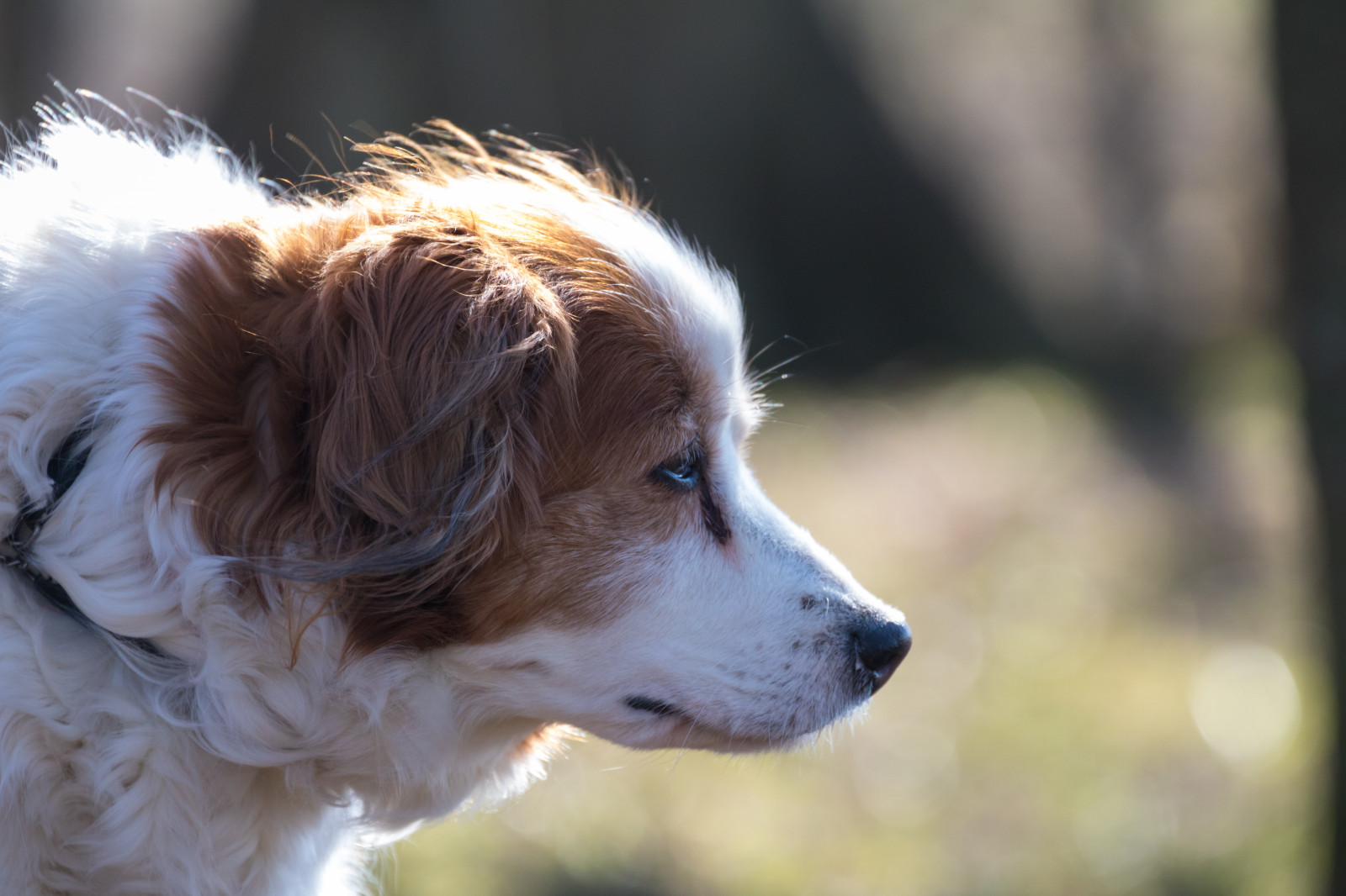 Tapety : les, Pes, nos, štěně, psík, Skog, Torup, obratlovců, zblízka ...