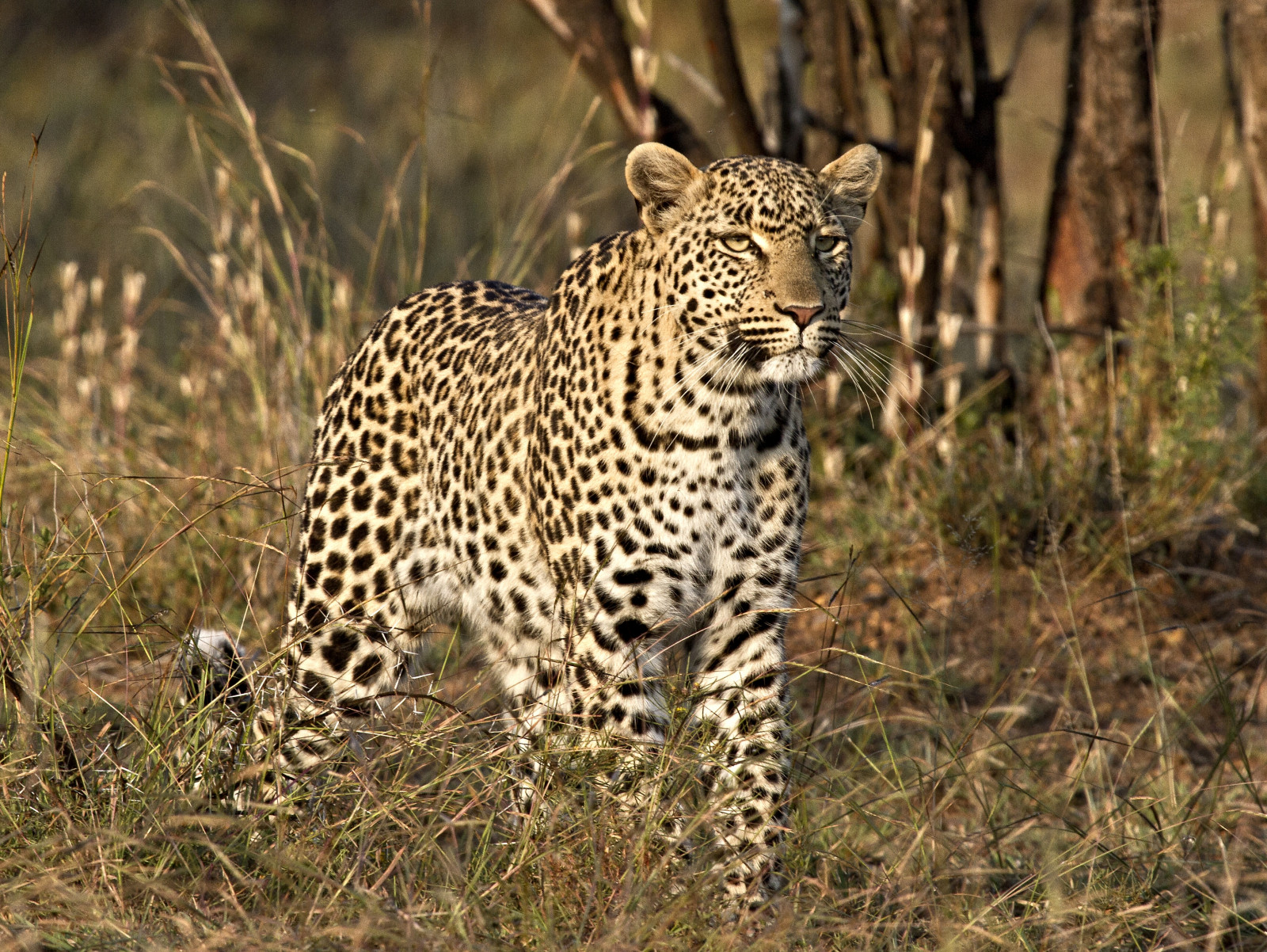 Wildlife Predator Wild Life