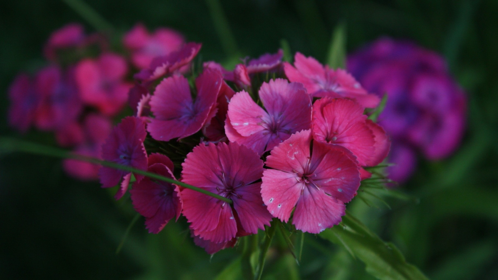 Wallpaper : 1920x1080 px, flowers, nature 1920x1080 - wallpaperUp ...