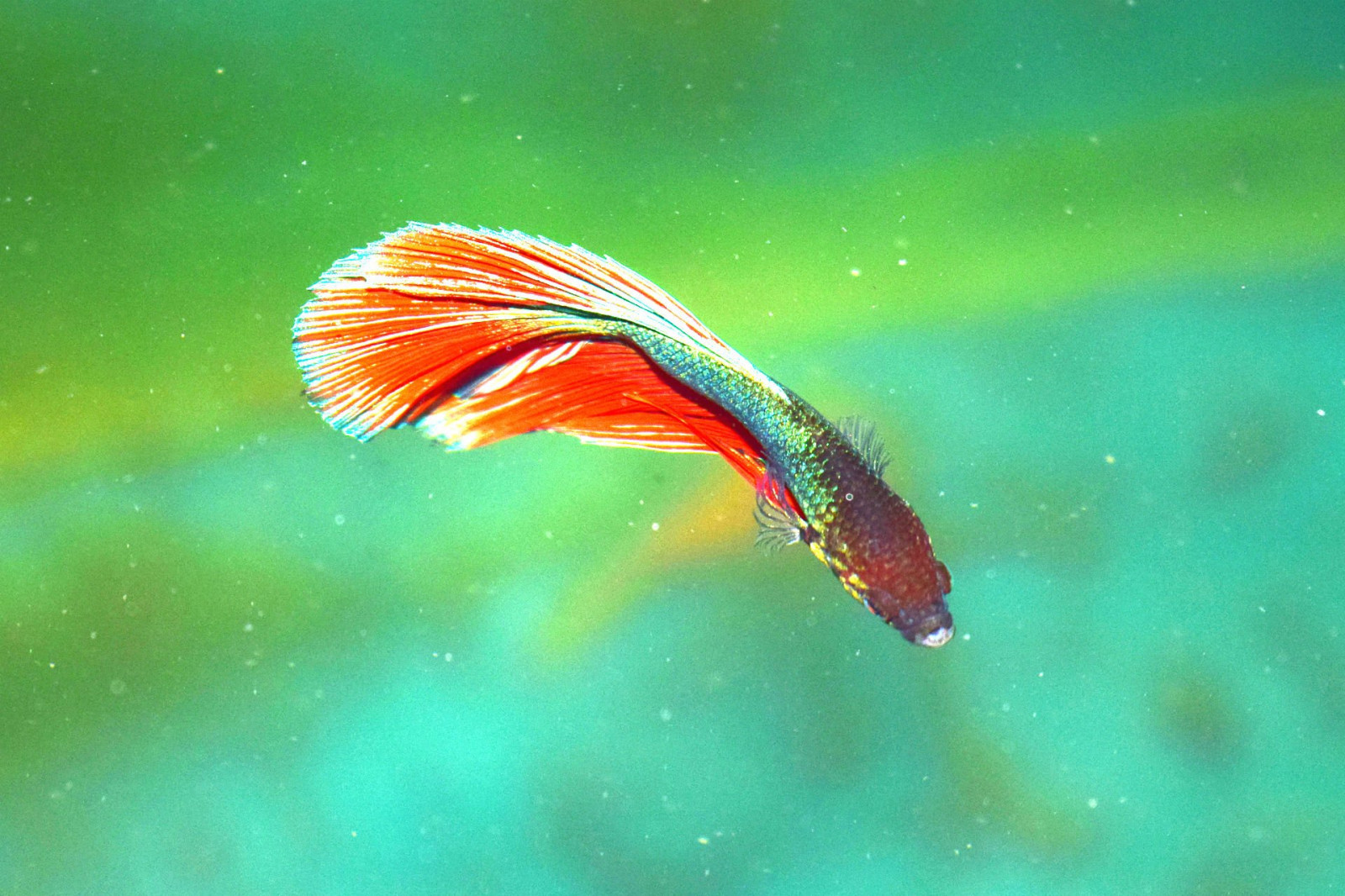 Wallpaper : 1920x1280 px, betta, fighting, fish, psychedelic, siamese ...