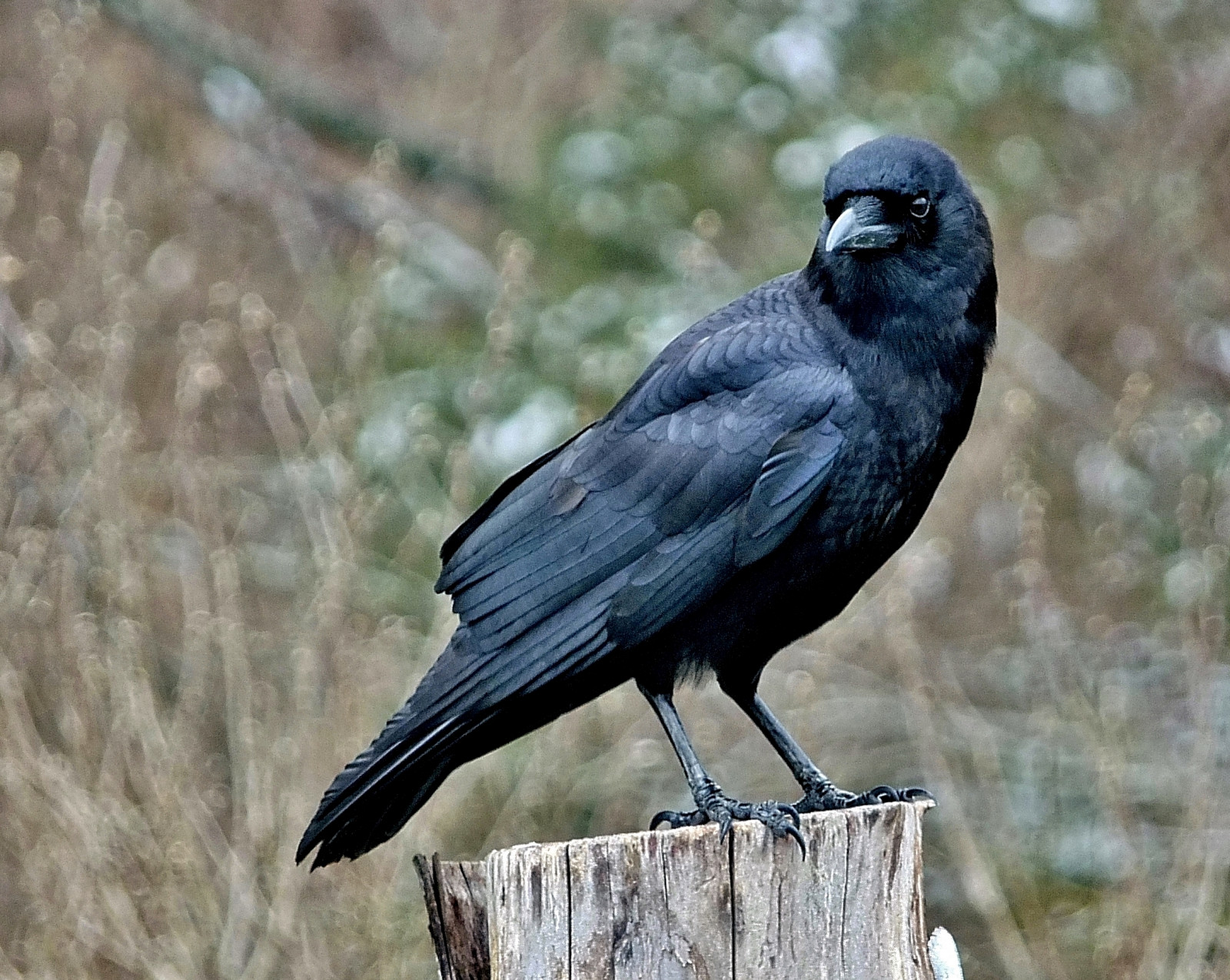 Wallpaper : vangaurd, beautiful, crow, bird, nature, birds ...