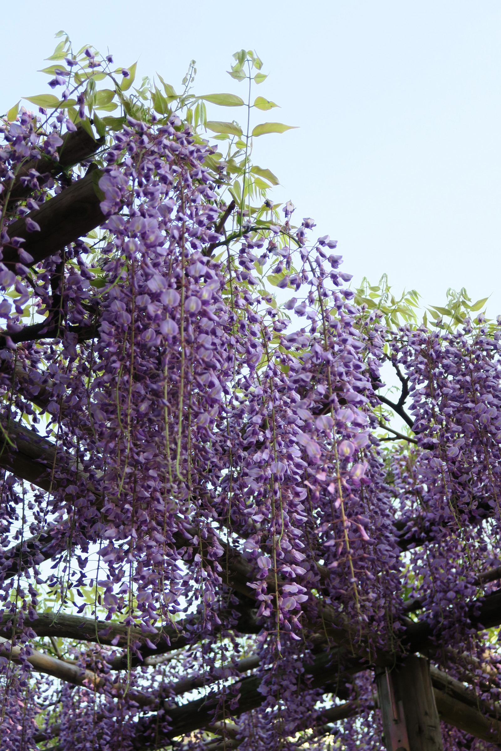 Bakrunner : Japan, hage, natur, gren, Canon, blomstre, Tokyo, blåregn ...