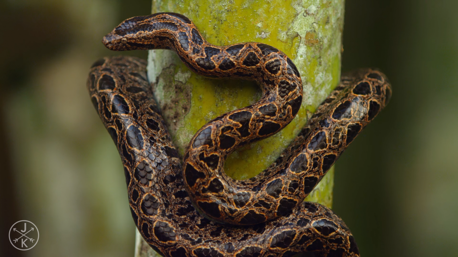 Bakgrundsbilder : natur, röd, grön, vilda djur och växter, reptiler ...