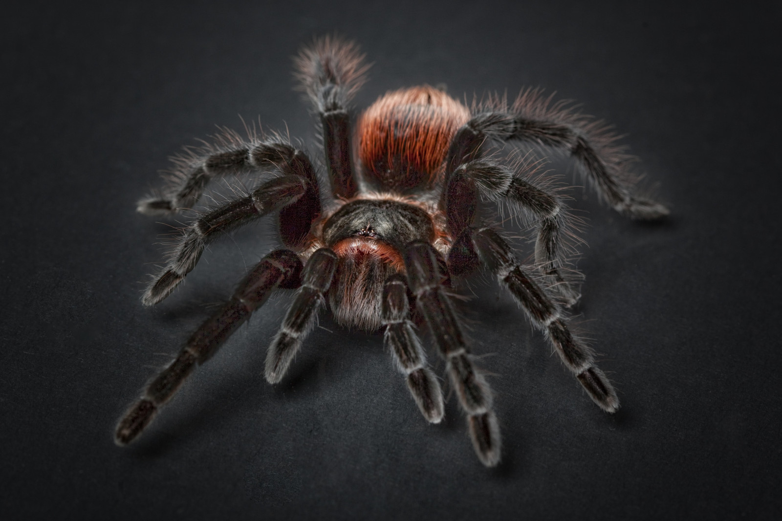 Wallpaper : labah-labah, Tarantula, Arachnid, fauna, merapatkan ...