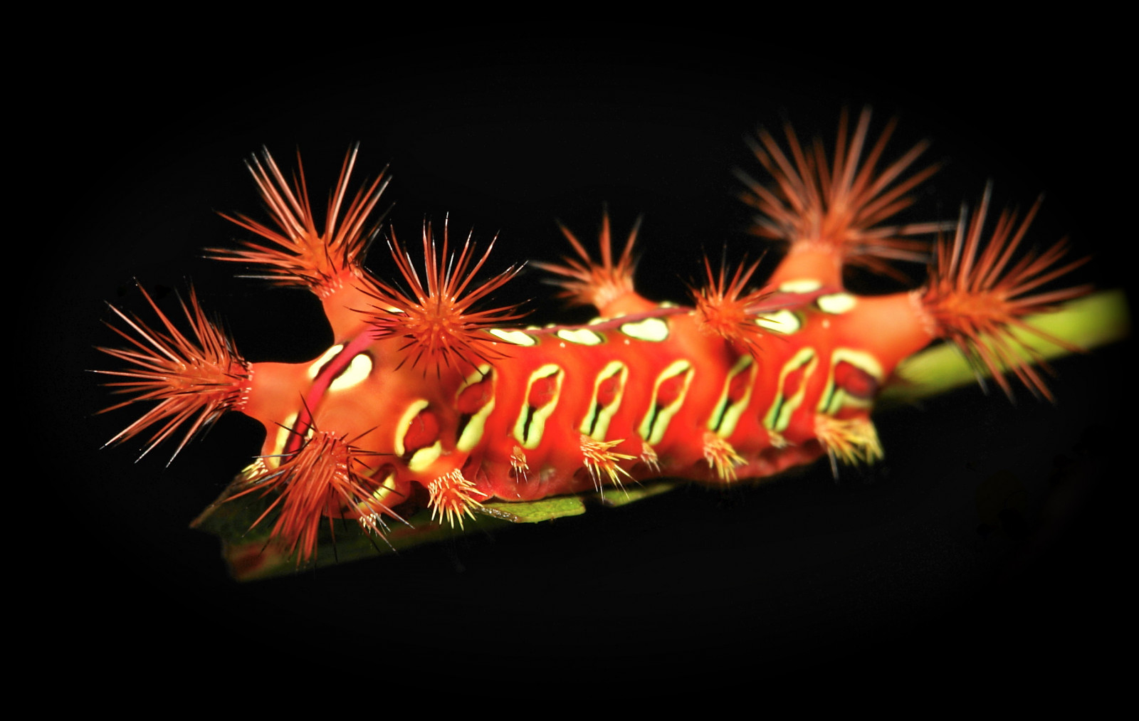 วอลเปเปอร์ : สิ่งมีชีวิต, explosive material, การถ่ายภาพมาโคร, สัตว์ที่ ...