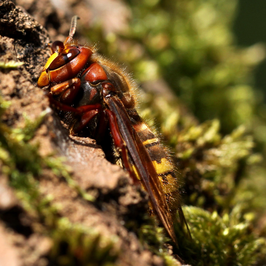 Wallpaper : animals, nature, wildlife, Canon, bug, Fly, wasps, animal ...