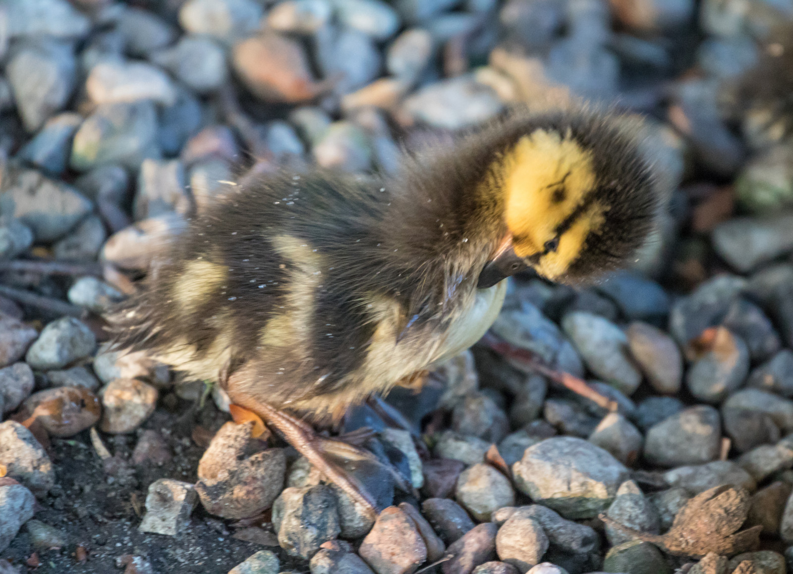 Wallpaper : nature, wildlife, duck, Chicken, beak, mallard, f gel ...