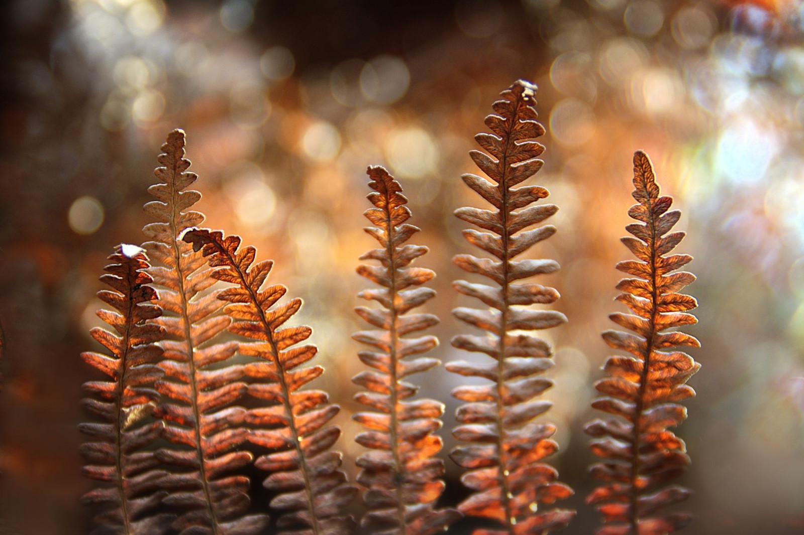 배경 화면 햇빛 가을 이파리 분기 가문비 크리스마스 트리 보케 전나무 구과 식물 잎 꽃 플로라 식물학 육상 식물 우디 식물 크리스마스 장식