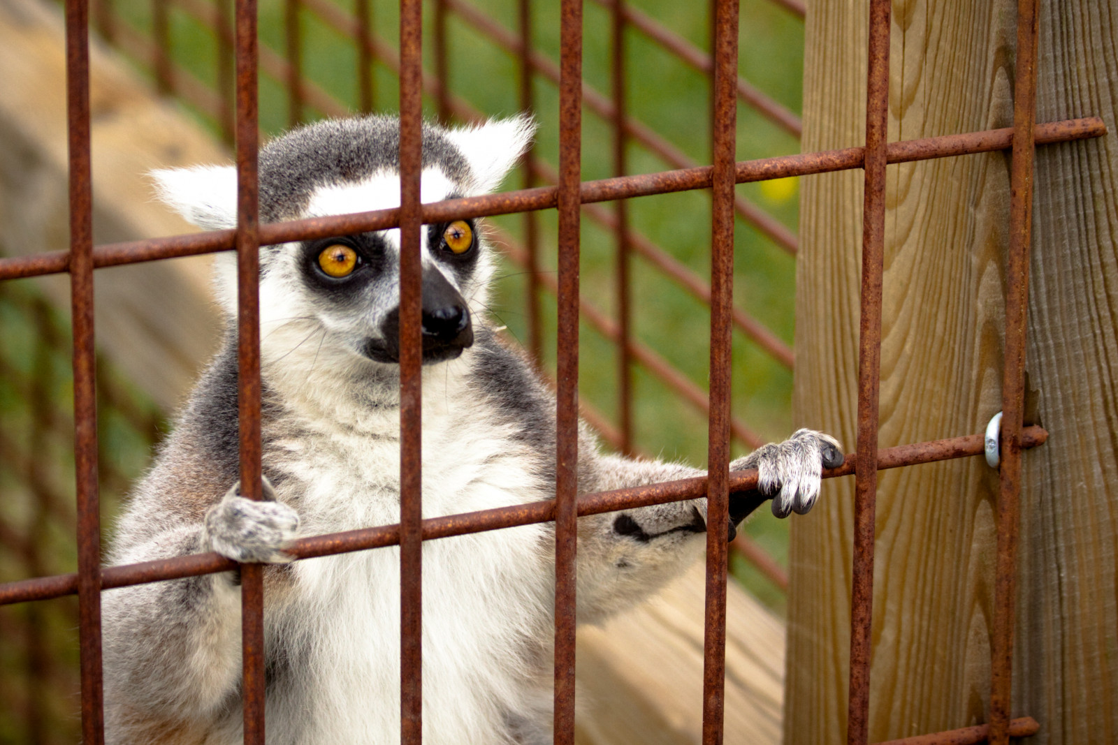 Bakgrundsbilder : Ontario, kanada, djur-, Kanon, Zoo, vår, durham, Maj ...