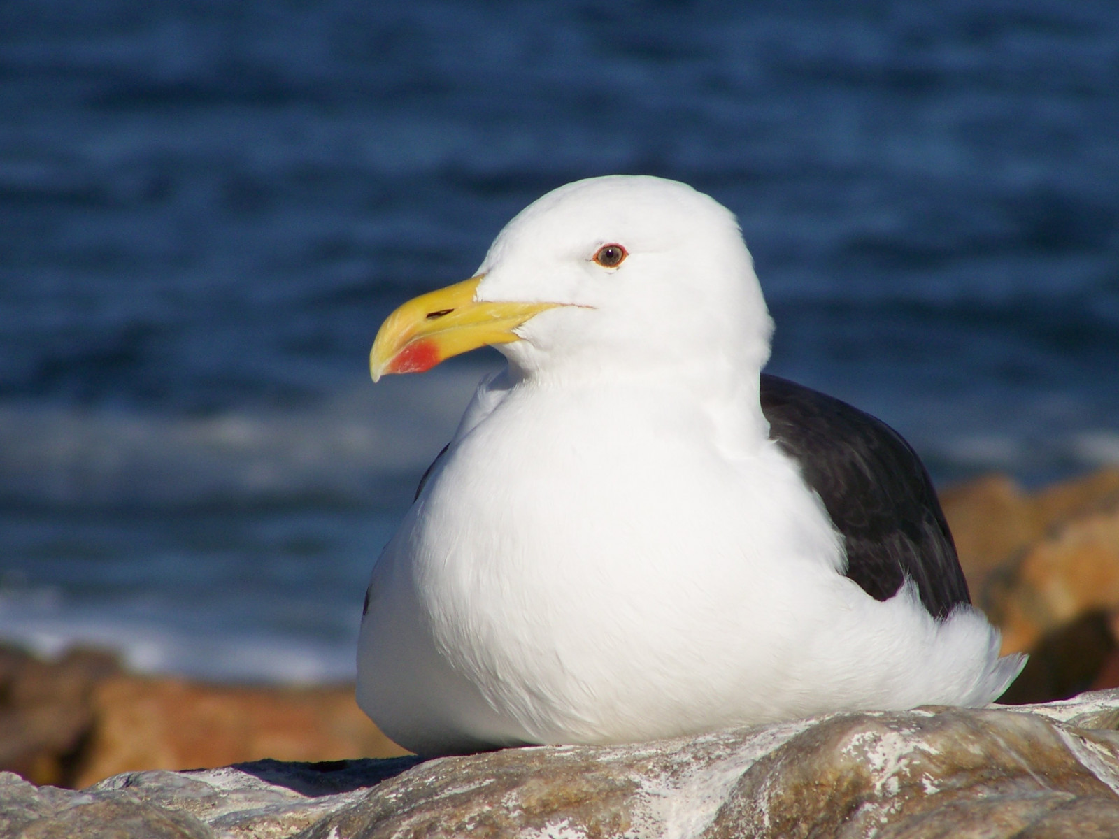 Baggrunde : fugle, hav, dyreliv, måger, næb, fugl, havfugle, fauna ...
