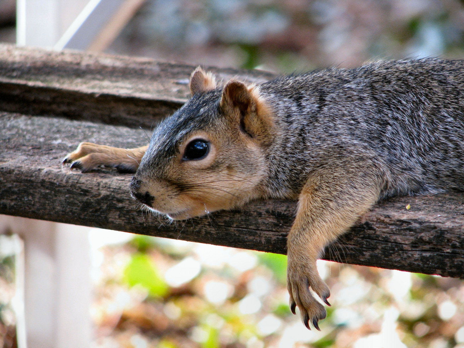 Wallpaper : squirrel, down, rest, animal 3264x2448 - - 1061736 - HD ...