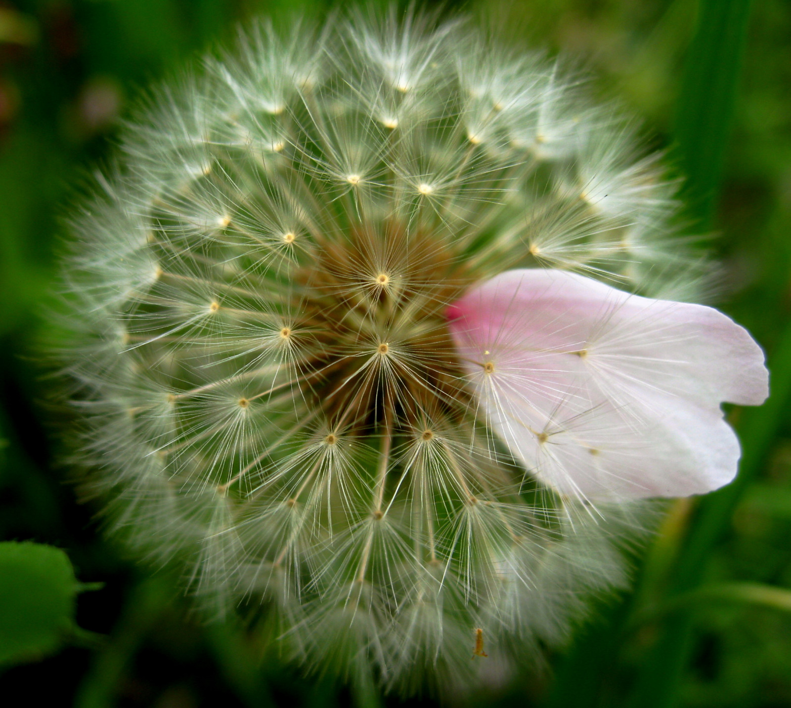 Bakgrundsbilder : flora, närbild, maskros, makrofotografering, vild ...