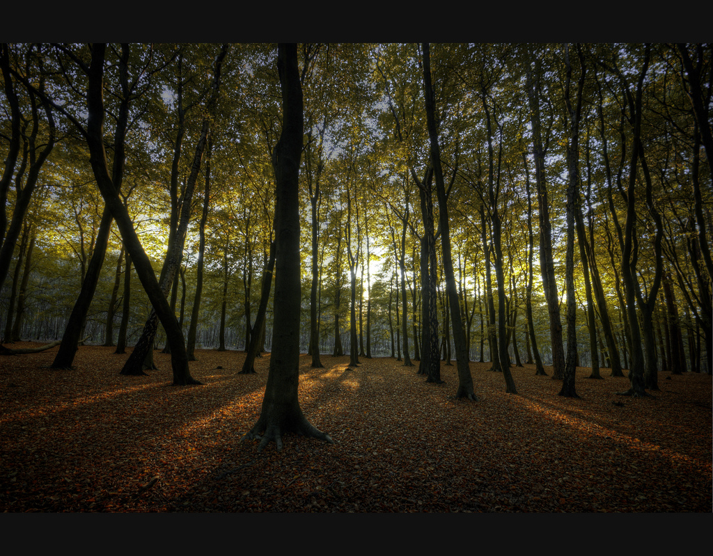 Wallpaper : sunlight, trees, forest, fall, leaves, sunset, nature ...