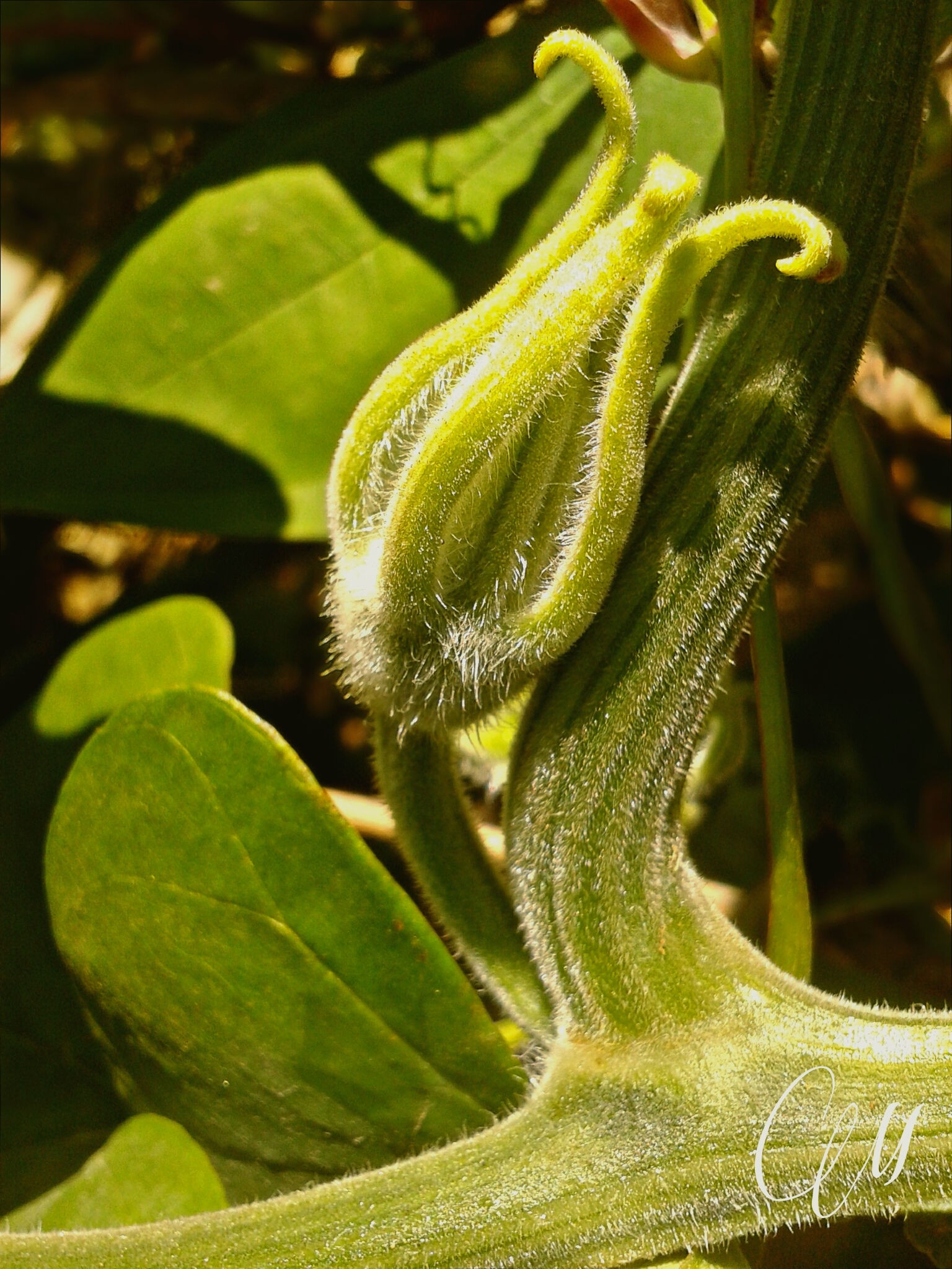 Wallpaper : plants, green, leaf, flower, flora, fauna, produce, botany ...