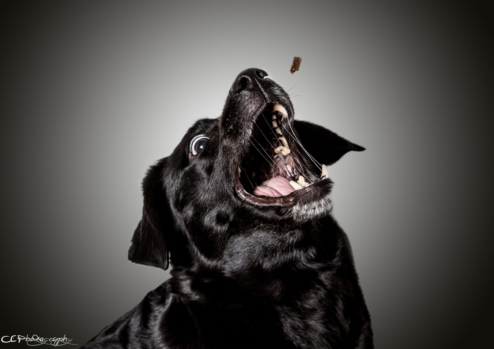 Tapety : Černá, černobílý, Pes, Kánon, Labrador, Labradorský retrívr ...