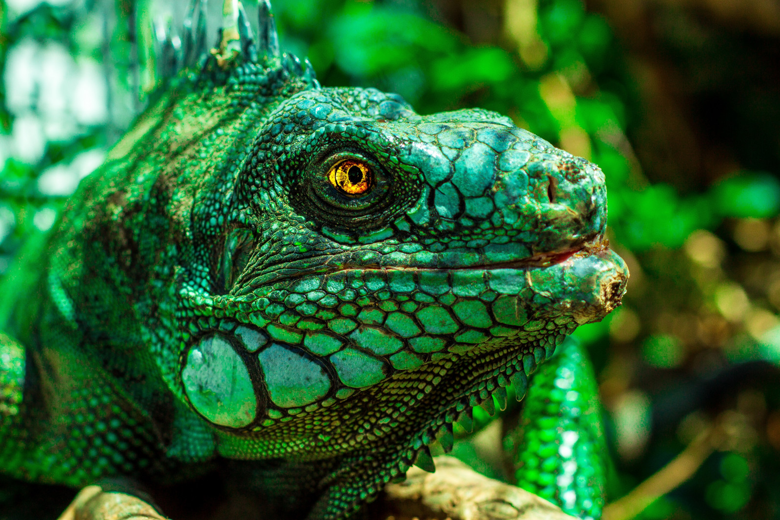 Bakgrundsbilder : ögon, natur, vilda djur och växter, leguan, djungel ...