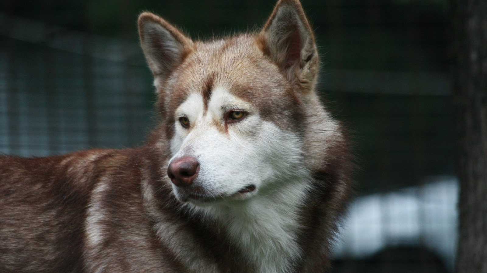 Sfondi : animali, Husky siberiano, vertebrato, cane lupo, Cane lupo di ...