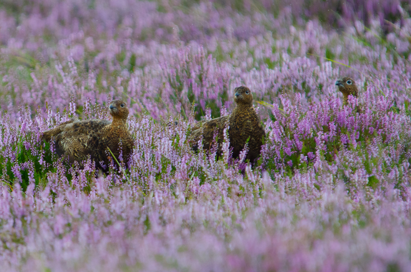 Bakgrundsbilder : landskap, röd, vilda djur och växter, stående ...