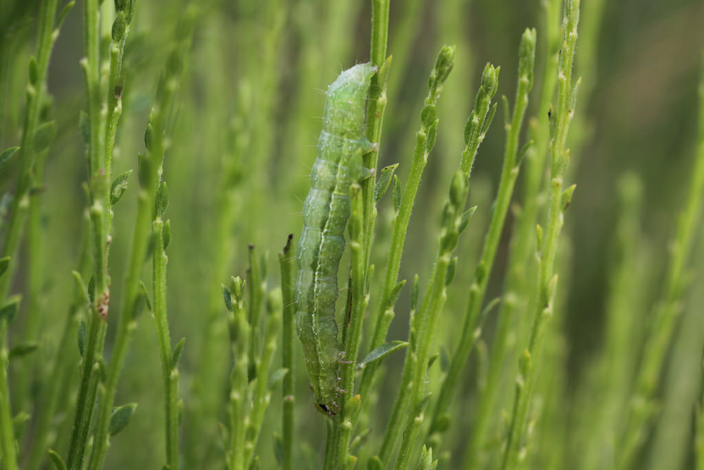 Wallpaper : animals, nature, macro, insect, green, Canon, bug, animal ...