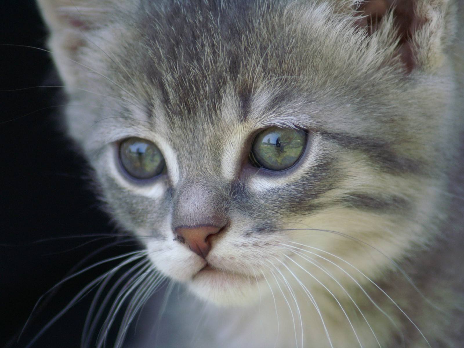 Wallpaper : kitten, face, gray, fur 1920x1440 - CoolWallpapers ...