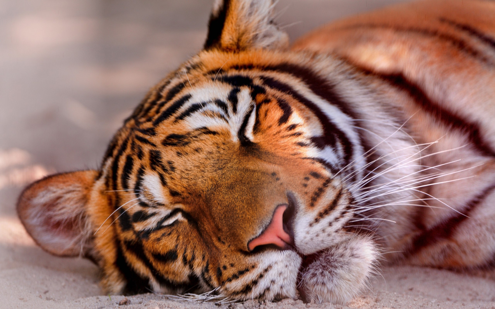 Wallpaper : face, sleeping, tiger, wildlife, big cats, whiskers, fauna ...