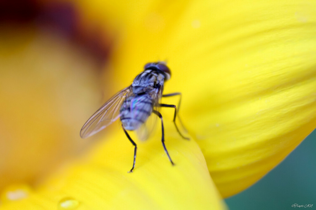 Baggrunde : flue, blomst, flowerpetals, houseflyonpetal, have, makro ...