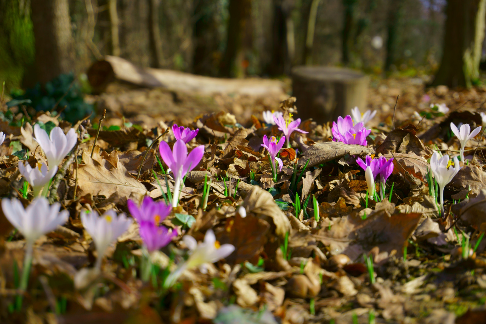 Bakgrundsbilder : vår, blommor, skog 6000x4000 - dz3ko - 734105 ...