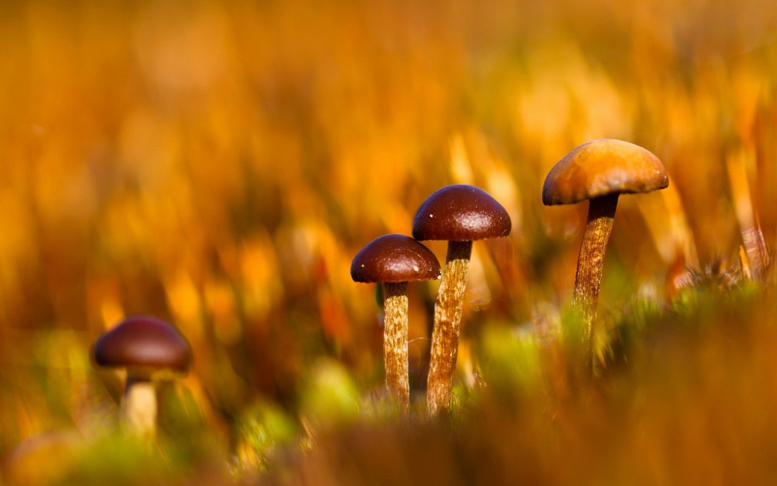 Wallpaper : 1920x1200 px, makro, jamur 1920x1200 - 4kWallpaper ...