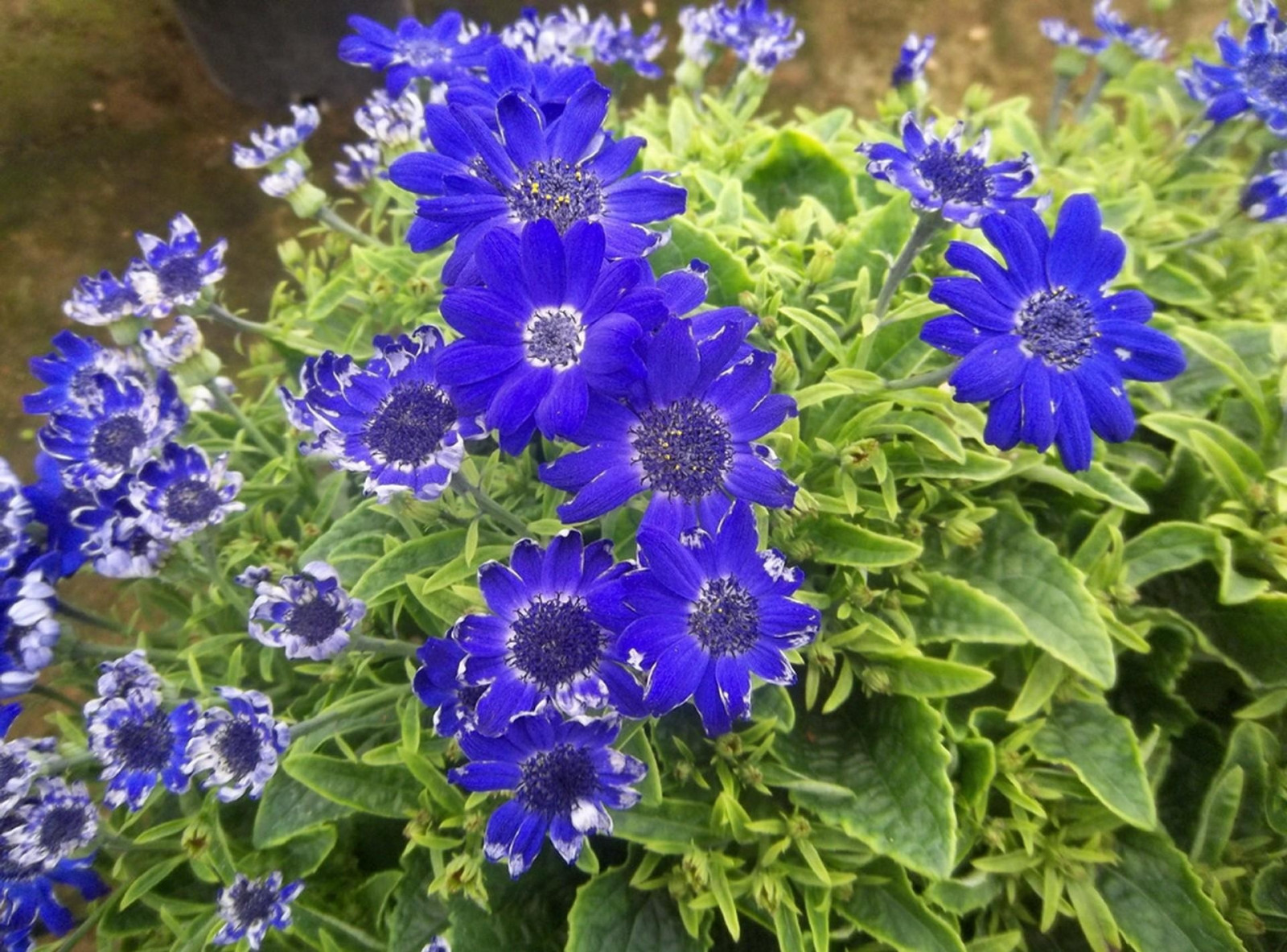 배경 화면 : 시네라리아, 꽃들, 허브, 이파리, 화단 1920x1420 - 4kWallpaper - 1076128 - 배경 ...