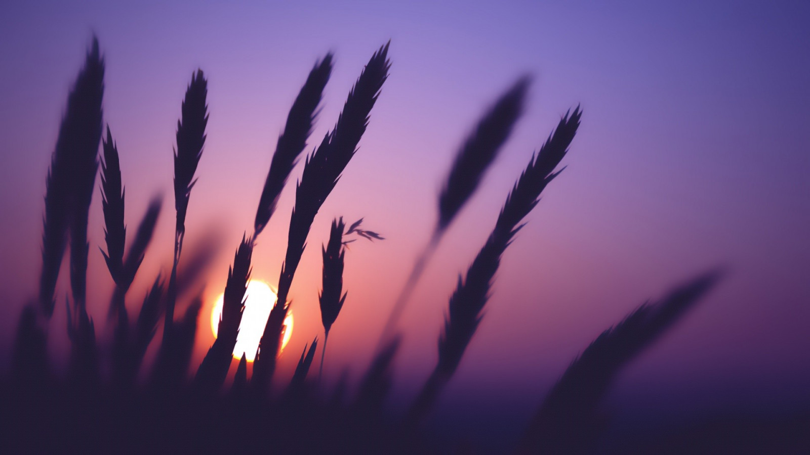 Wallpaper : 1920x1080 px, nature, silhouette, spikelets, sunset ...