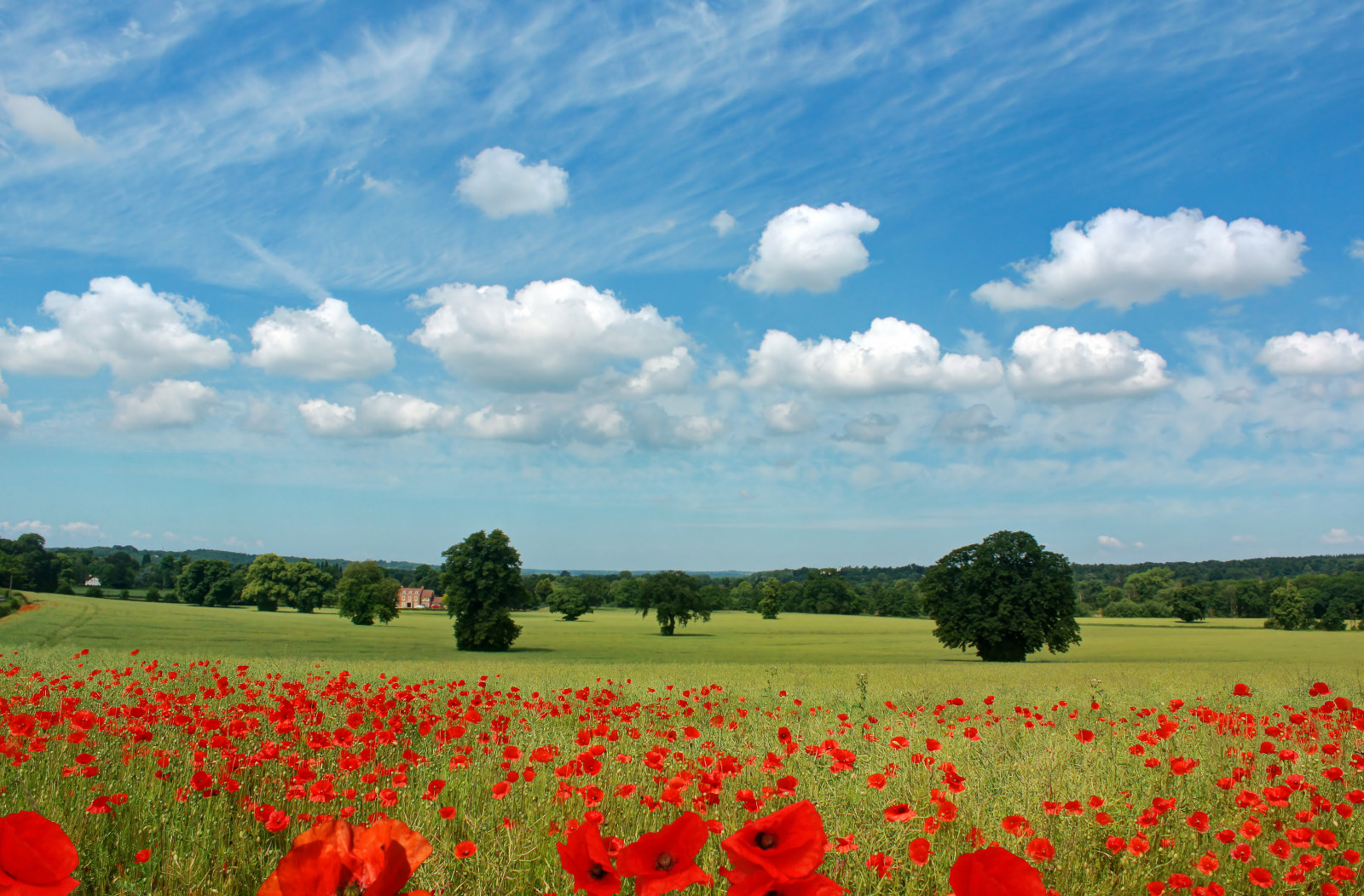 Wallpaper : summer, sky, field, clouds, day, poppies, bestcapturesaoi ...