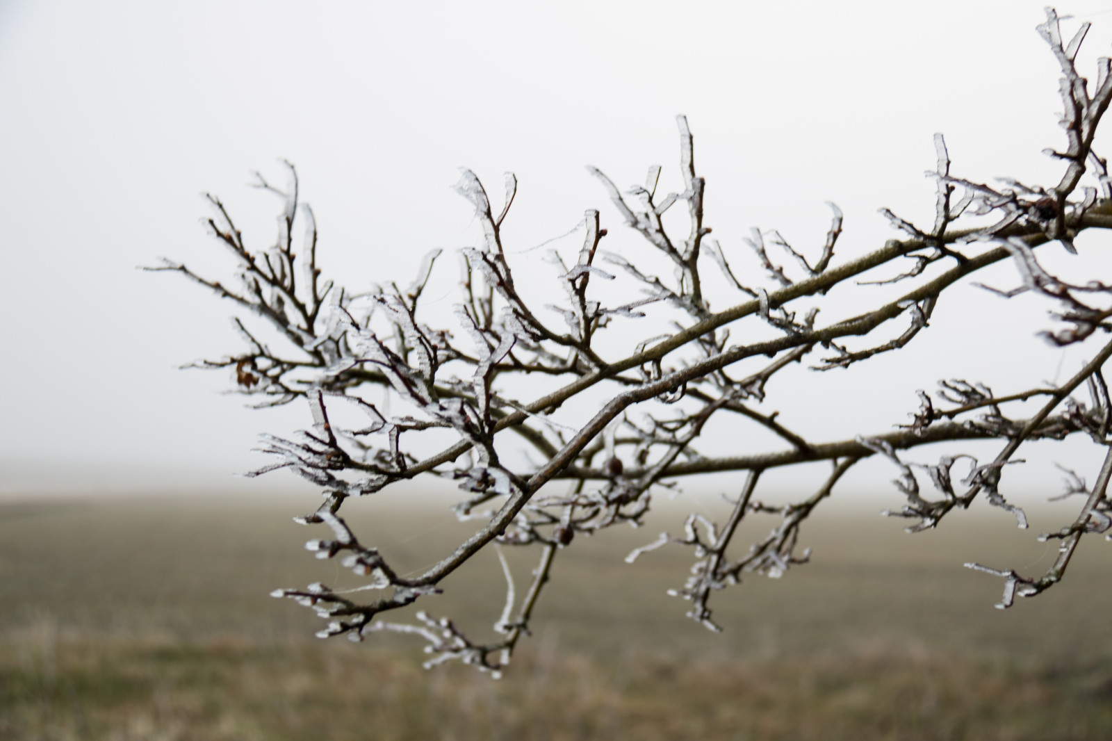 Imagini de fundal : natură, iarnă, ramură, gheaţă, rece, îngheţ ...