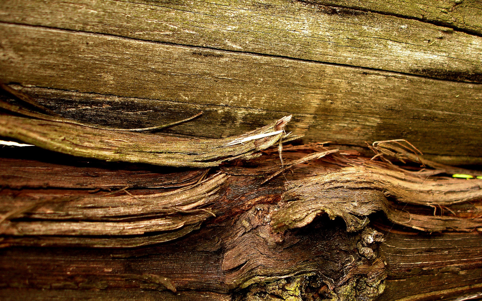 Wallpaper : permukaan, kayu, tua, kulit 1920x1200 - wallhaven - 736490 ...