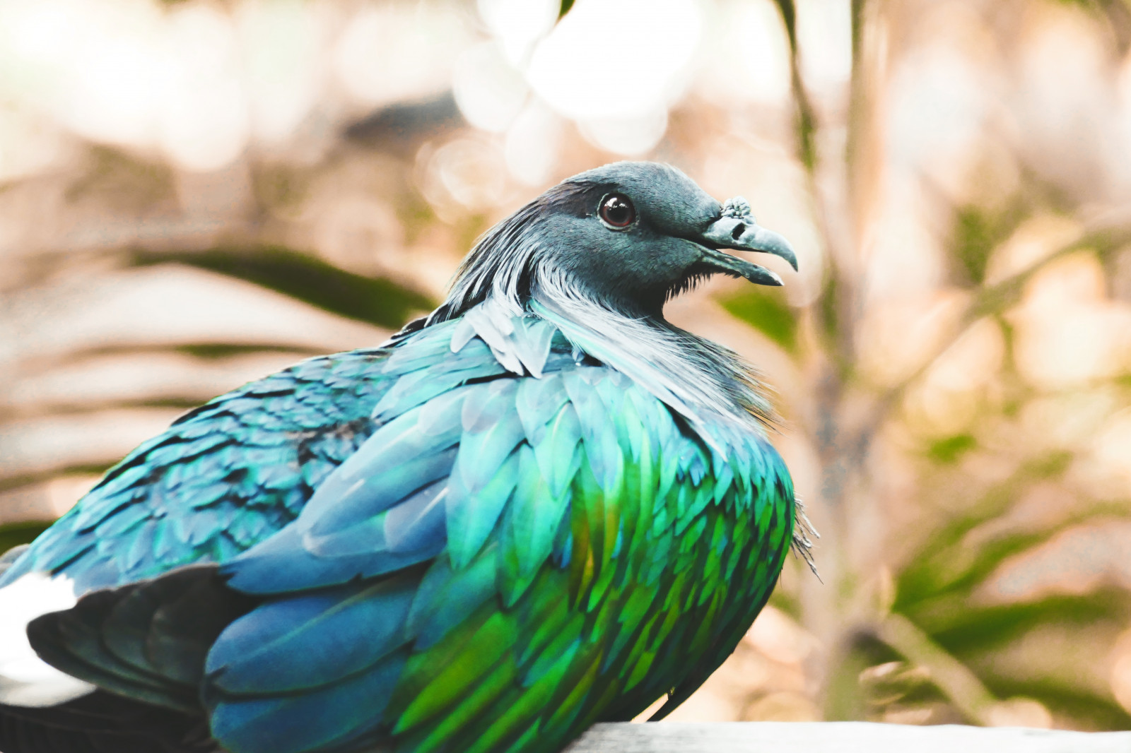 배경 화면 : nicobar pigeon, 새, 깃털, 색깔 5472x3648 - - 991138 - 배경 화면 - WallHere