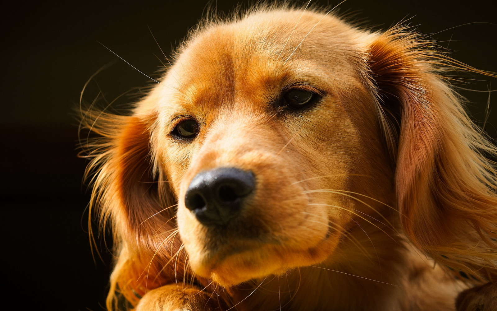 Wallpaper : 1920x1200 px, anjing, teman 1920x1200 - wallbase - 1643317 ...