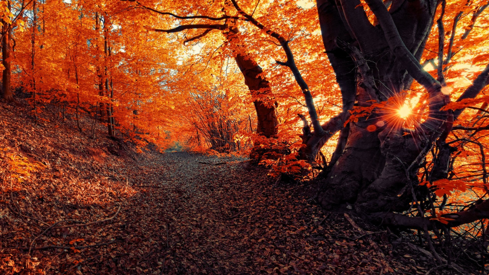 Sfondi : 1920x1080 px, autunno, foresta, paesaggio, natura, le stagioni ...
