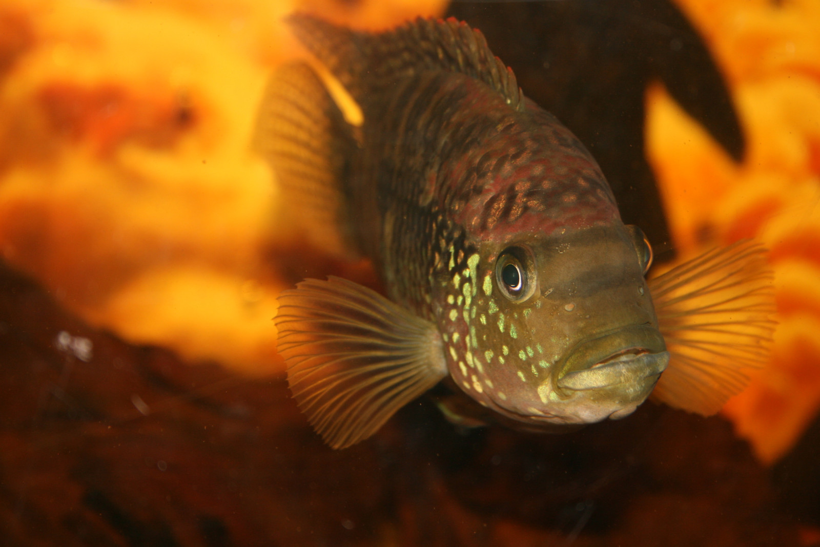 Tapety : zvěř, Příroda, Ryba, Pod vodou, tropický, život, Amazonka ...