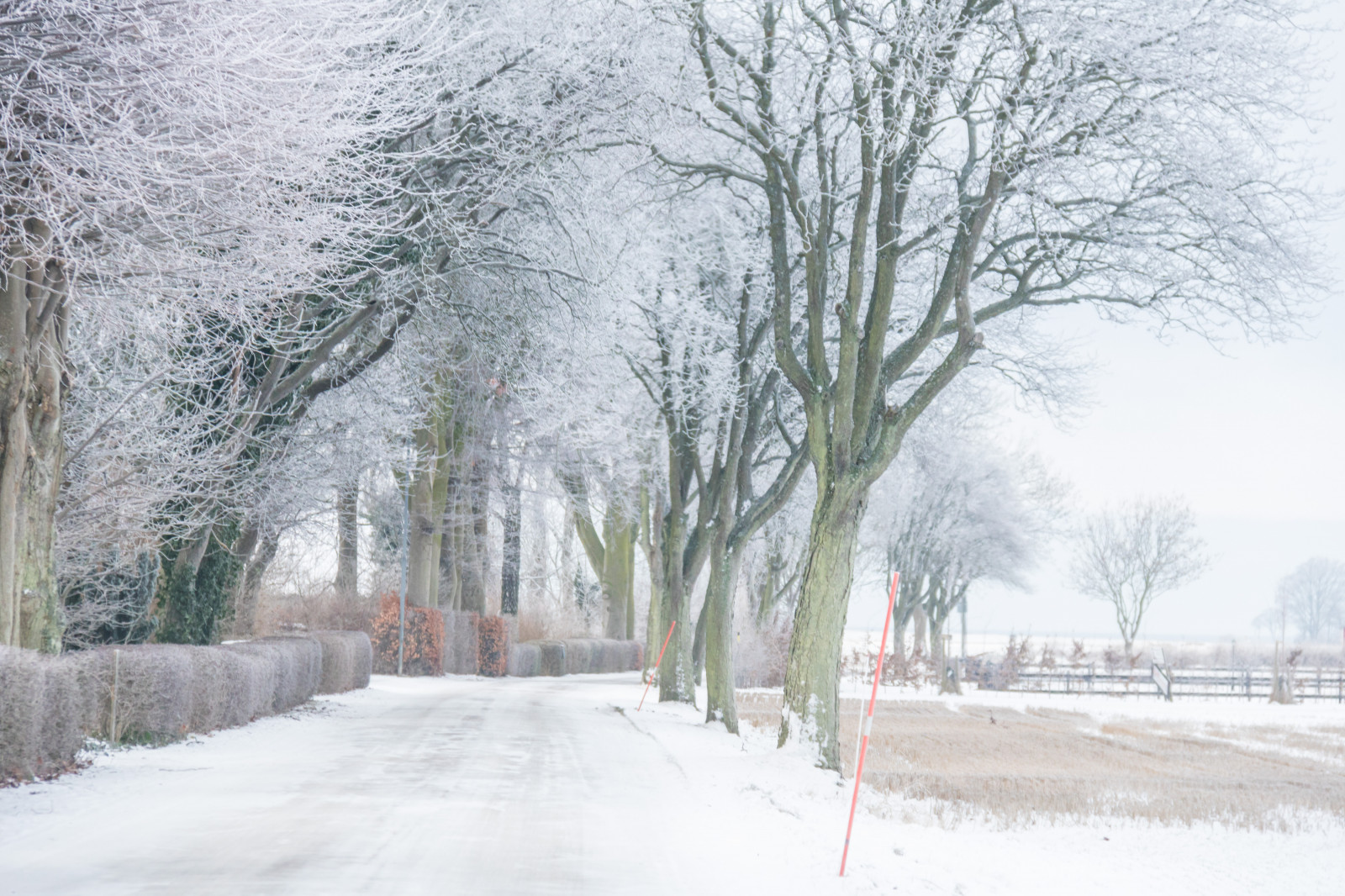 Tapety : krajina, nebe, zima, silnice, mráz, Jinovatka, zmrazení, strom ...