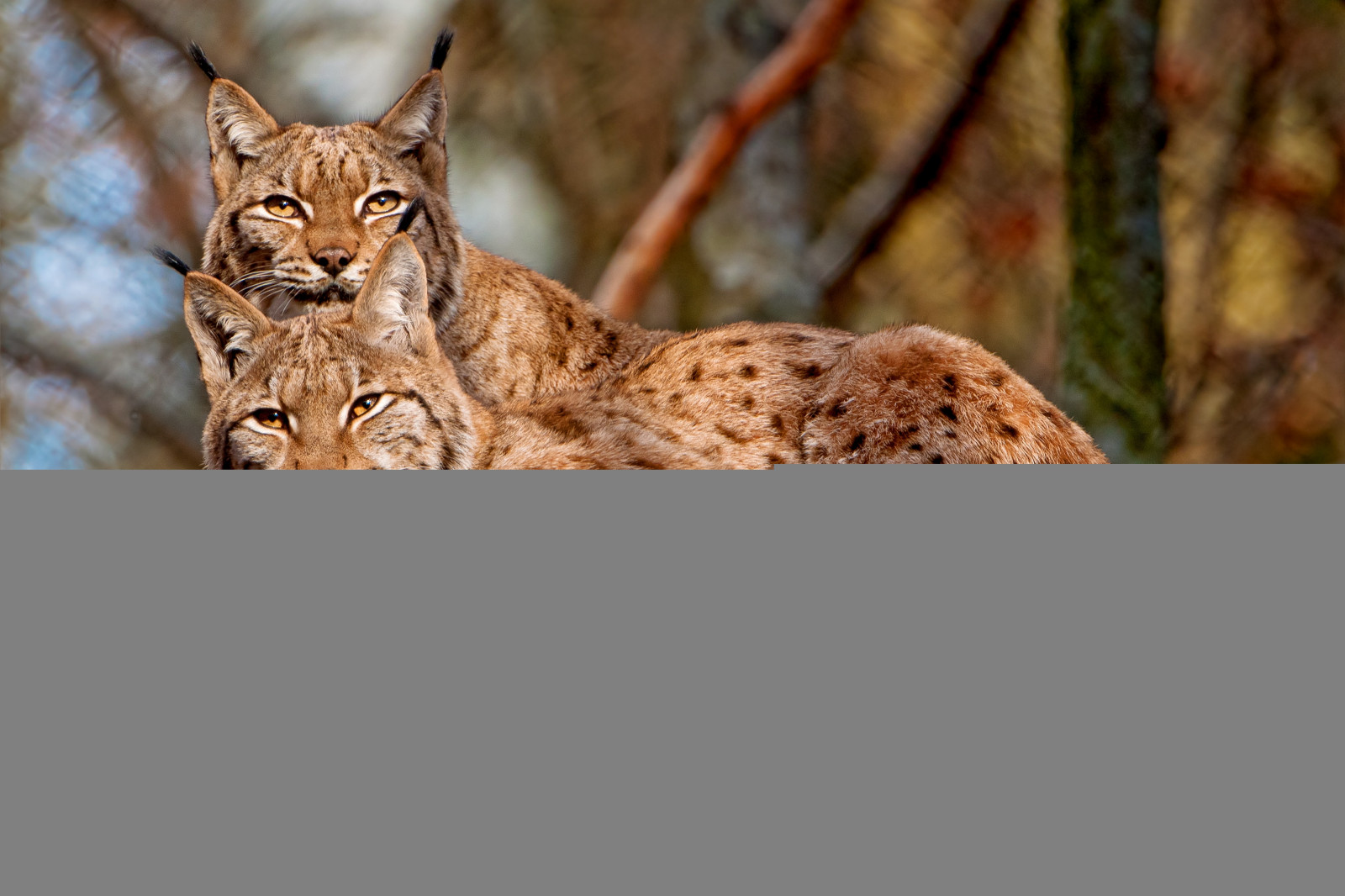 Obrázky na plochu : rys, pár, veľké mačky, dravce 3754x2503 ...