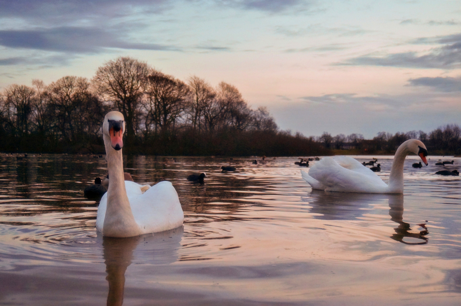 Tapety : stromy, jezero, Příroda, voda, Krásná, krajina, labuť, Země ...