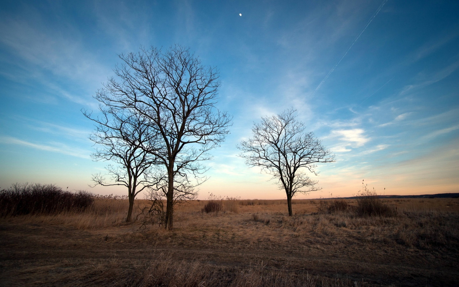Trees And Sky Background Sky Tree Images Free Download On Freepik