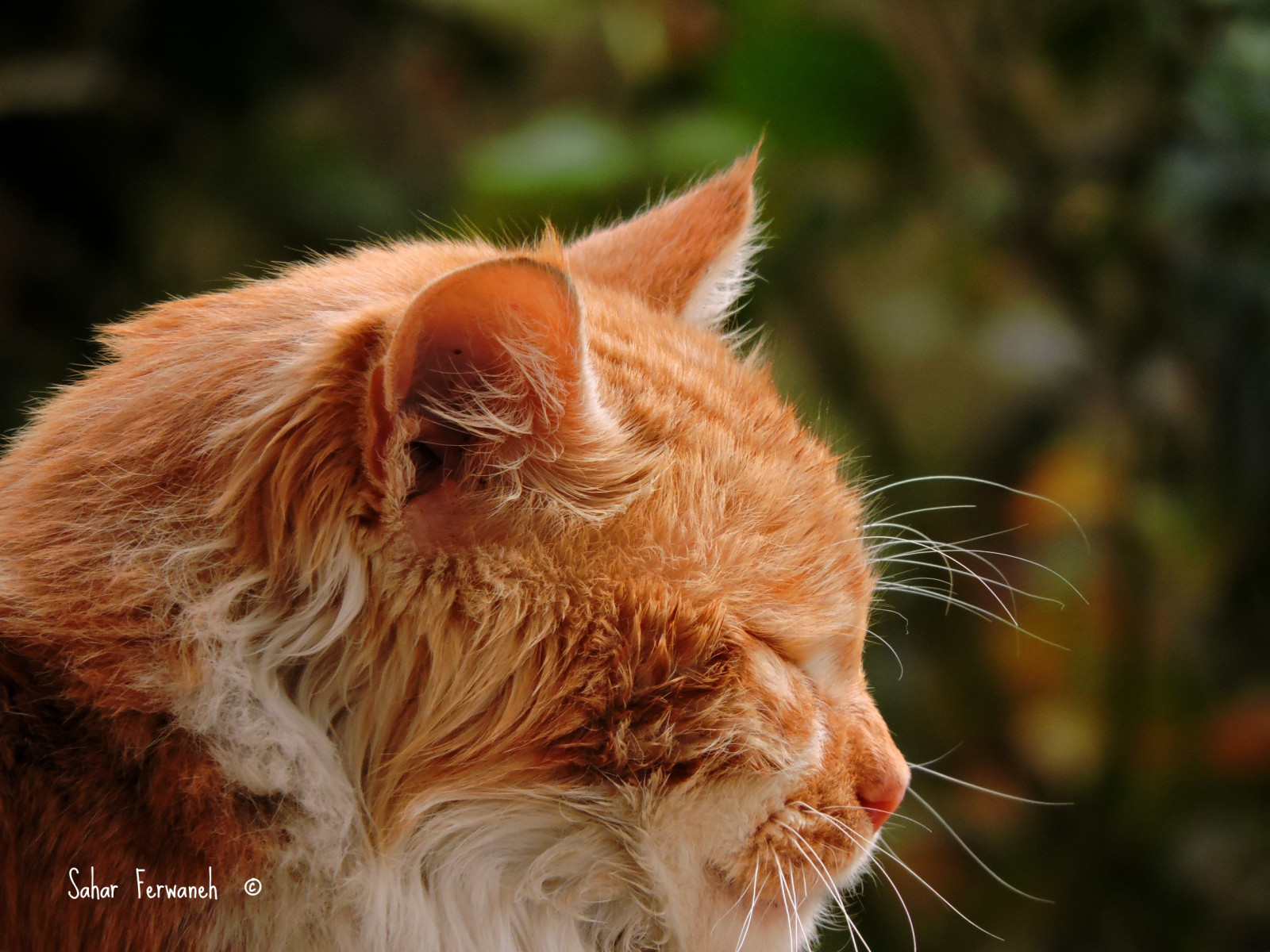 Obrázky na plochu : domáce zviera, mačky, príroda, zver, nikon, ngc ...