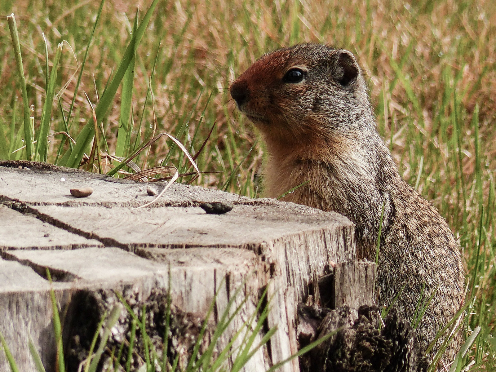 Ingyenes háttérképek : Kanada, természet, állat, közelkép, LUMIX ...
