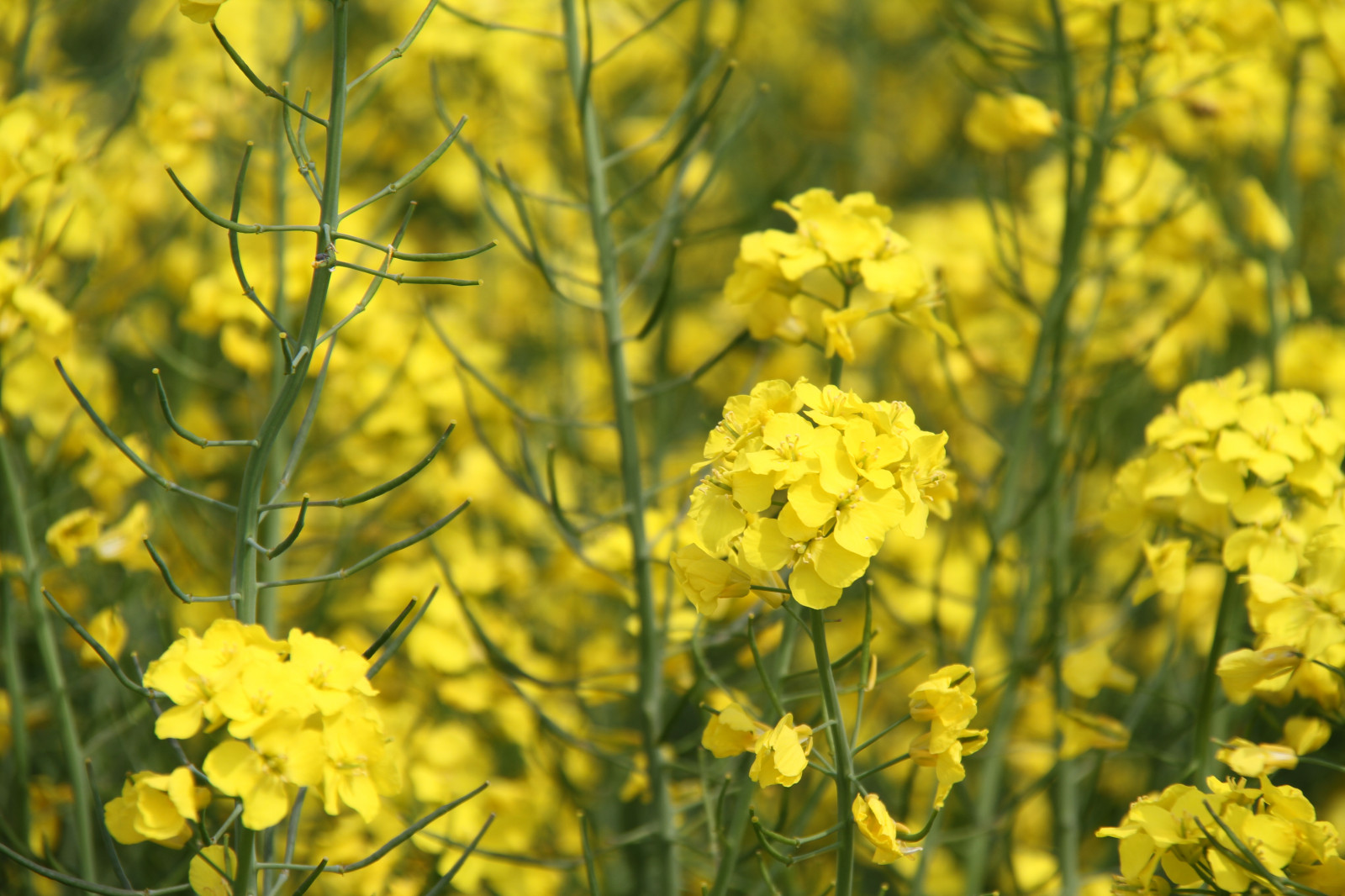 Wallpaper : sunlight, food, field, yellow, Rapeseed, flower, flora ...