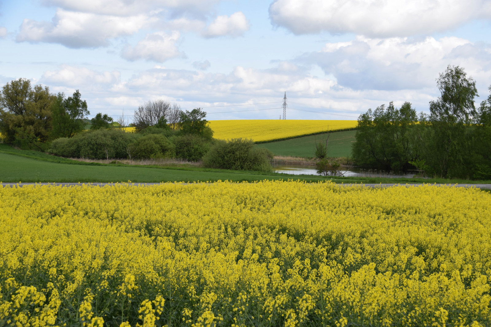 Wallpaper : food, nature, sky, field, yellow, farm, Sweden, Sverige ...