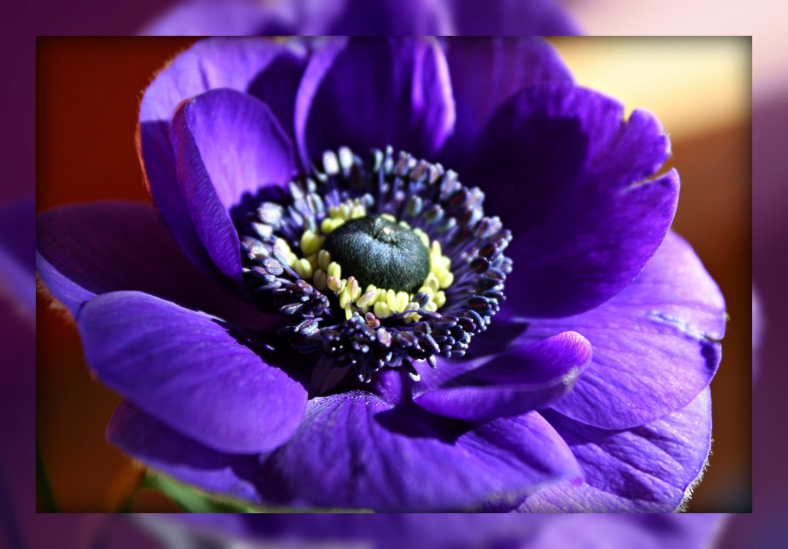 Wallpaper : purple, blue, blossom, Anemone, flower, flora, petal ...
