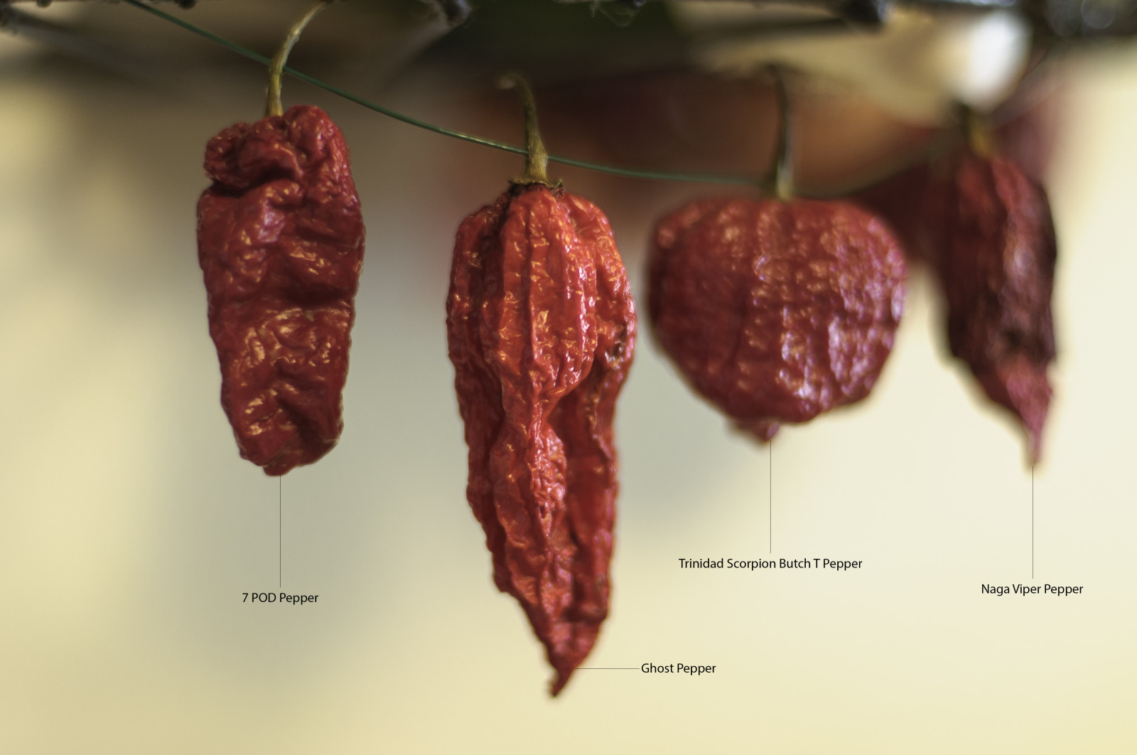 Wallpaper : meat, hell, ghost, VIPER, pod, 7, scorpion, chili pepper ...