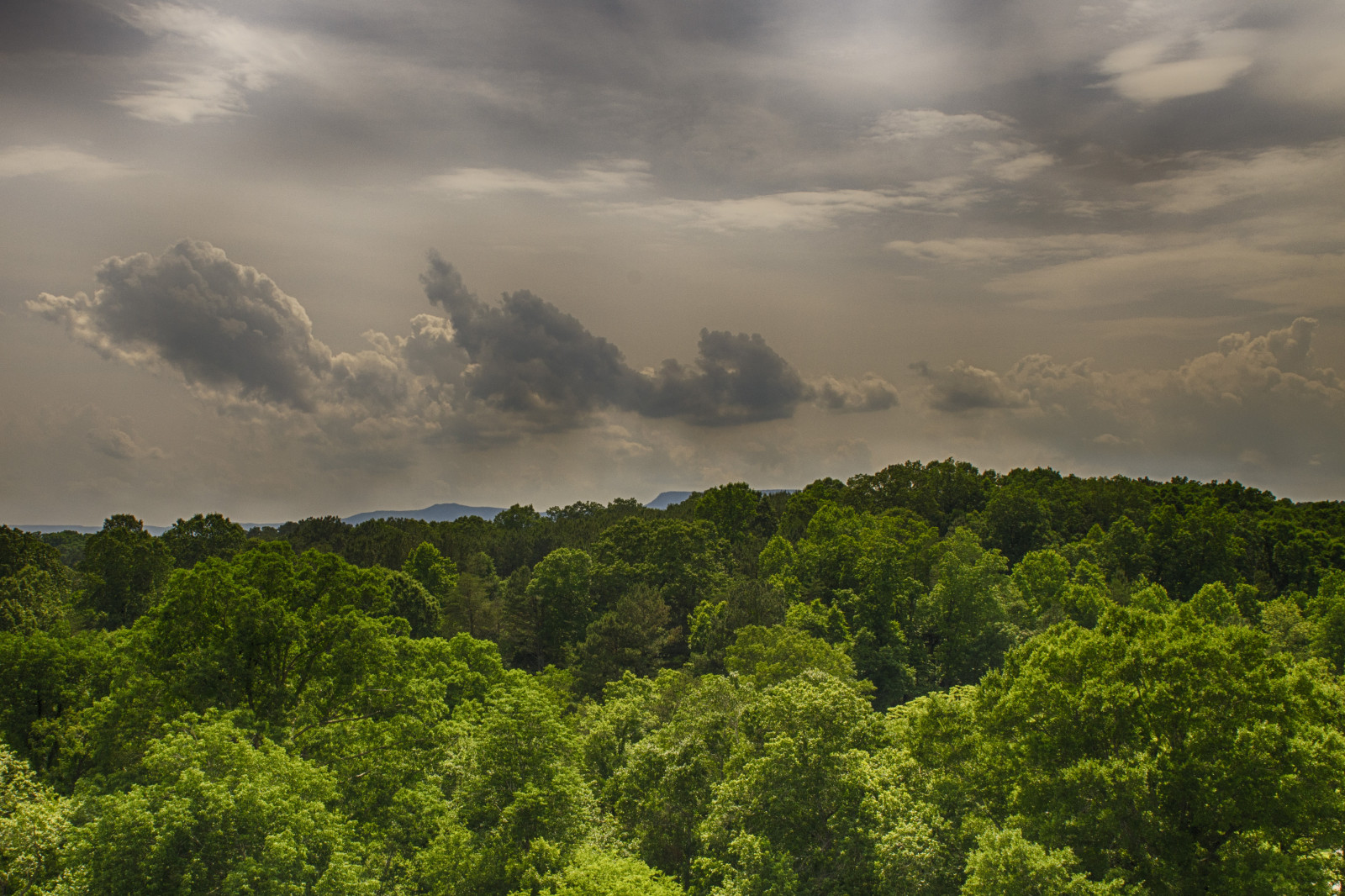 Wallpaper : park, trees, USA, history, clouds, forest, Georgia ...